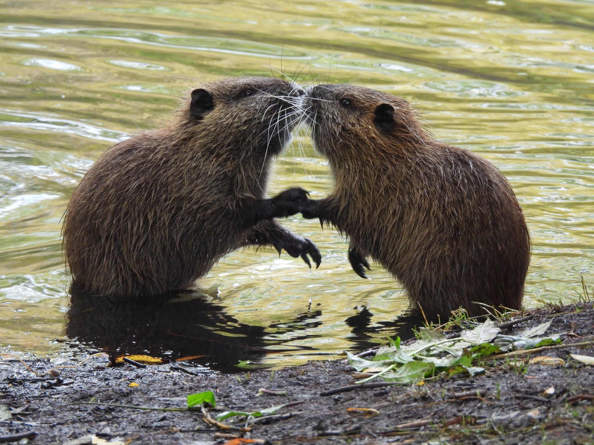 Nachwuchs bei Familie Nutria