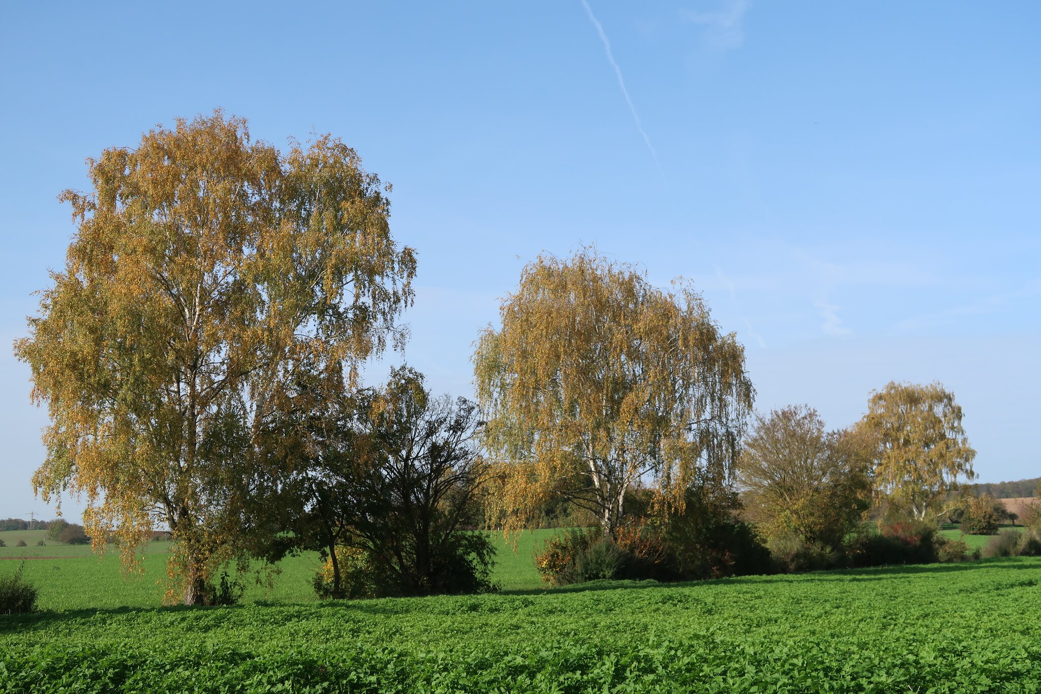 Drei Birken am Wegrand stehn.