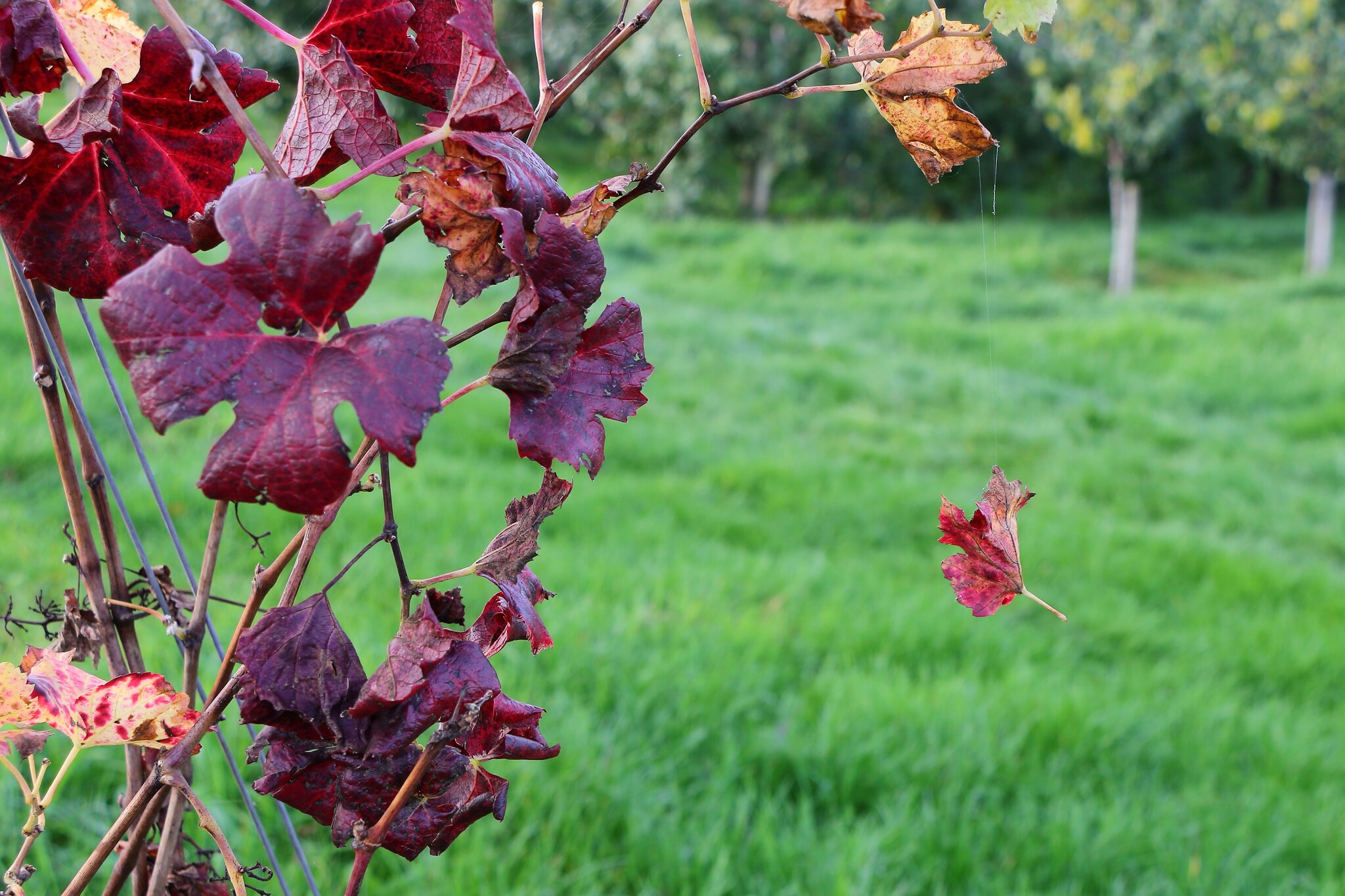 das schwebende Blatt