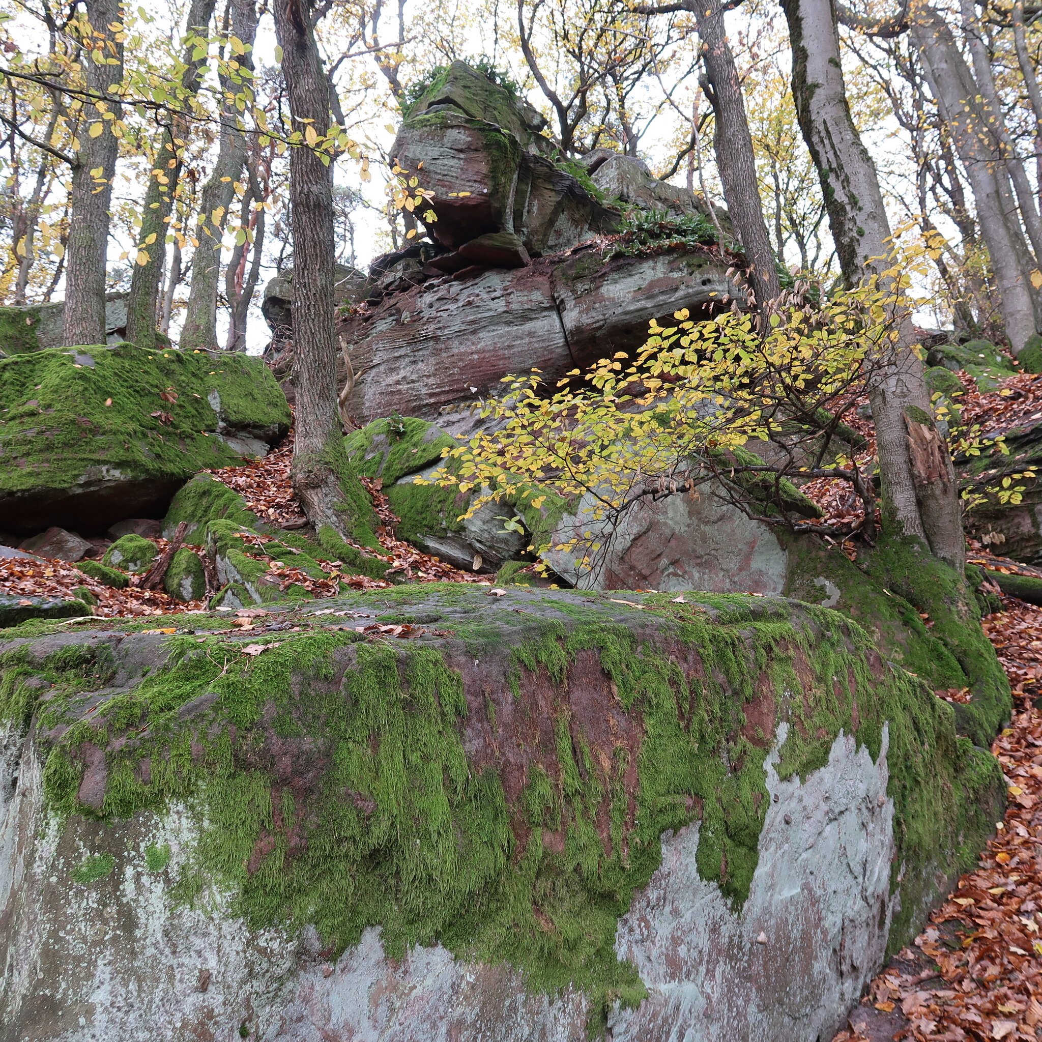Ein Wanderweg im Pfälzer Wald.