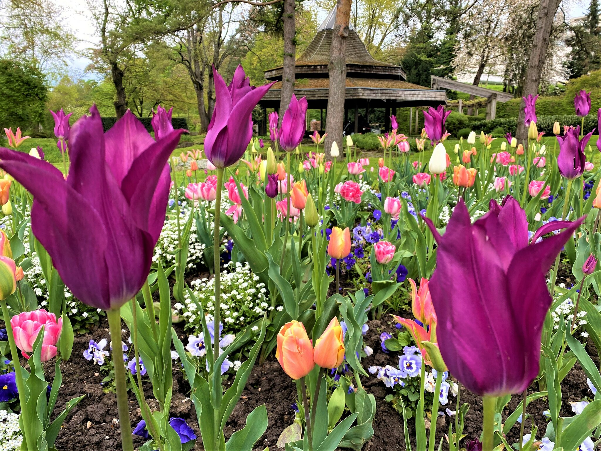 Es blüht wieder wunderschön im WWP