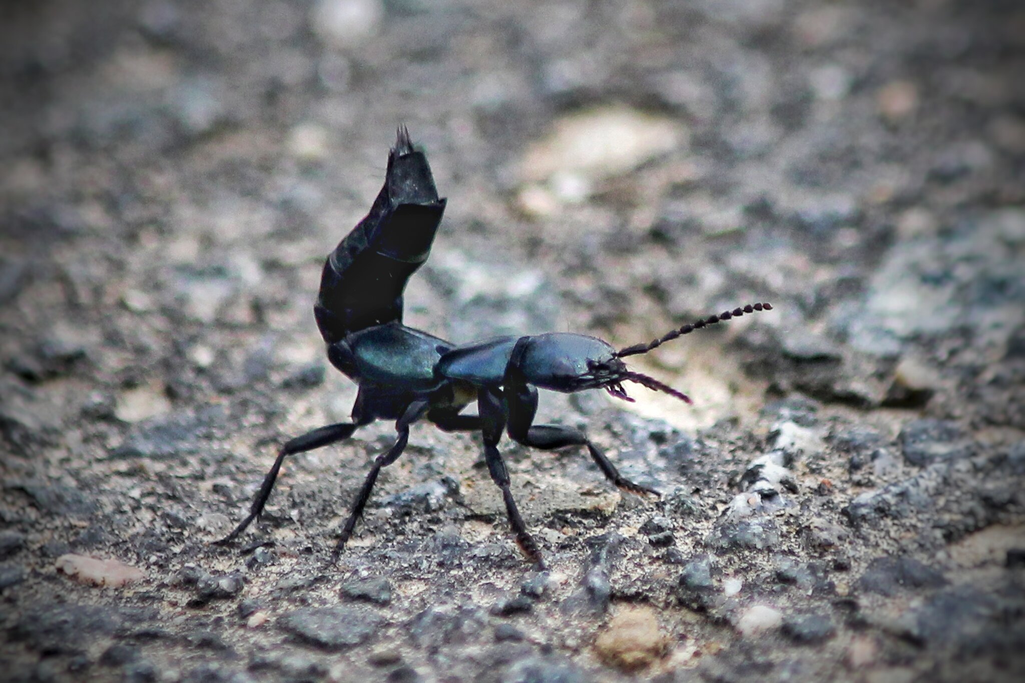 Da zeigt jemand das er ganz groß ist!