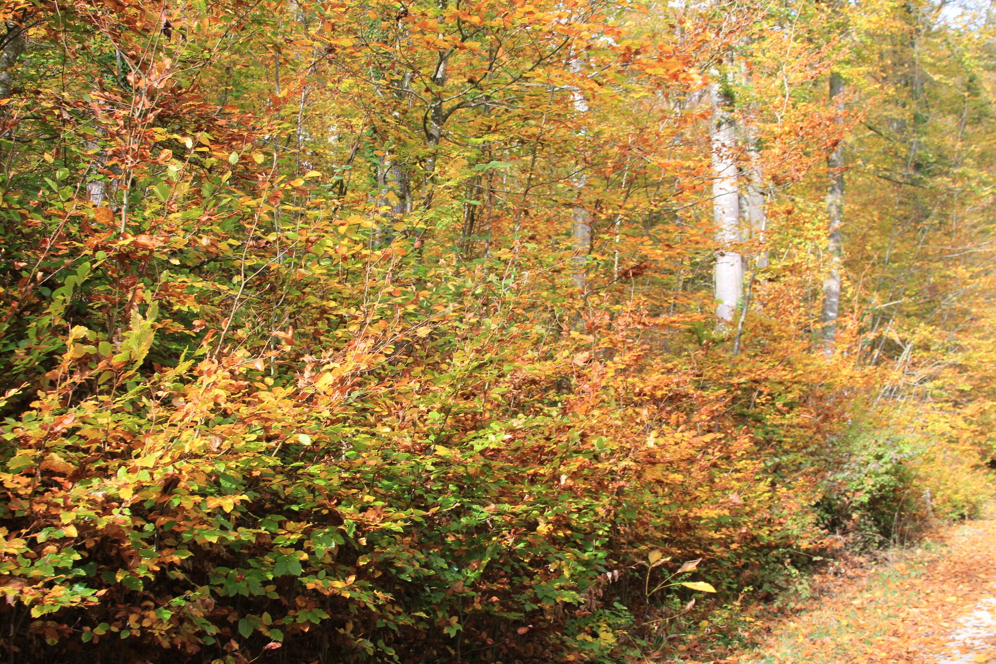 dieses Licht und diese Farben, einfach herrlich🍁🍂🌞😍