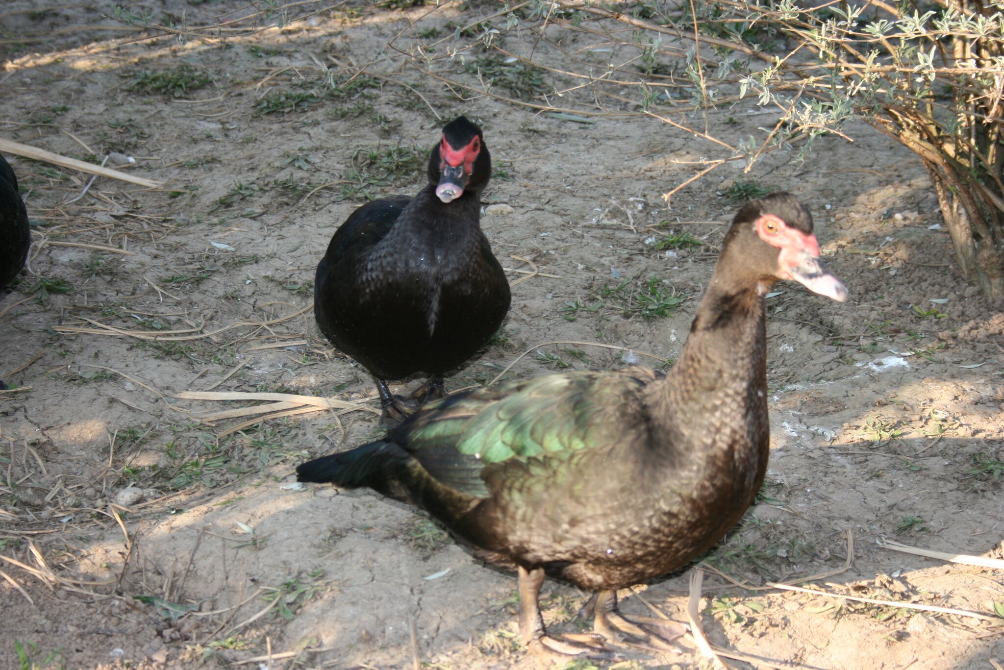 Kleintierzuchtverein Z 47 Flein e.V. aus Flein - meine.stimme